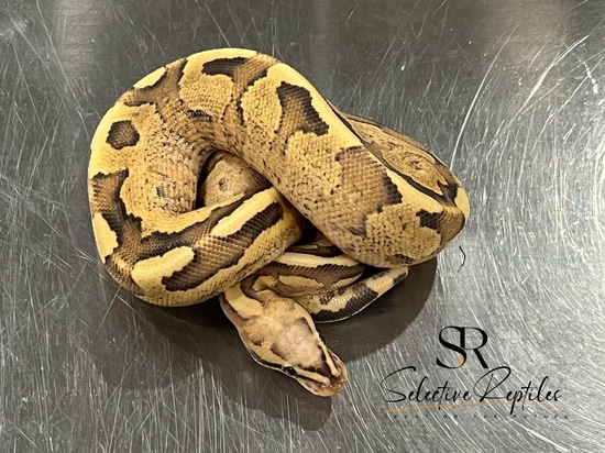 Vanilla Scream Ball Python by Selective Reptiles