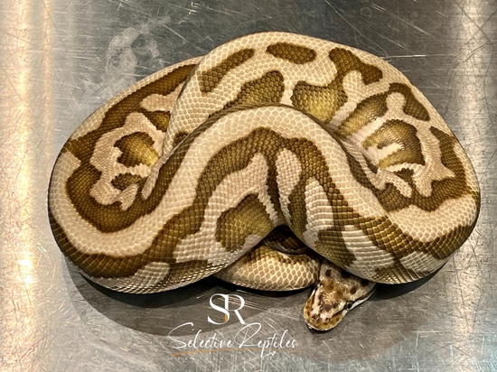 Leopard Spotnose Lesser 66% Het Clown 66% Het DG Ball Python by ...