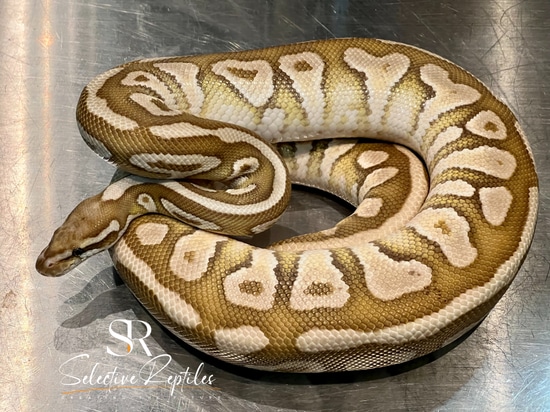 Spotnose Lesser Het Desert Ghost Het Clown Ball Python by Selective ...