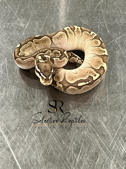 Bamboo YB Leopard Het Clown Ball Python by Selective Reptiles