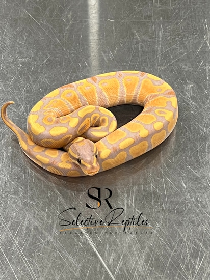 Banana Het Clown Ball Python by Selective Reptiles