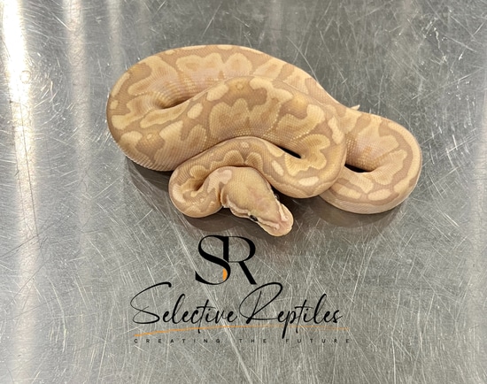 Bamboo Banana YB Het Clown Ball Python by Selective Reptiles