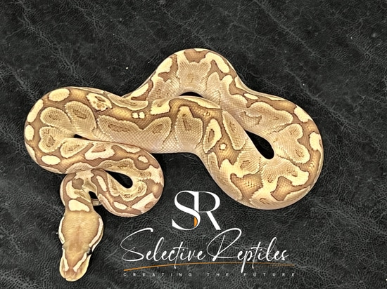 Bamboo YB Het Clown Poss Het DG Ball Python by Selective Reptiles