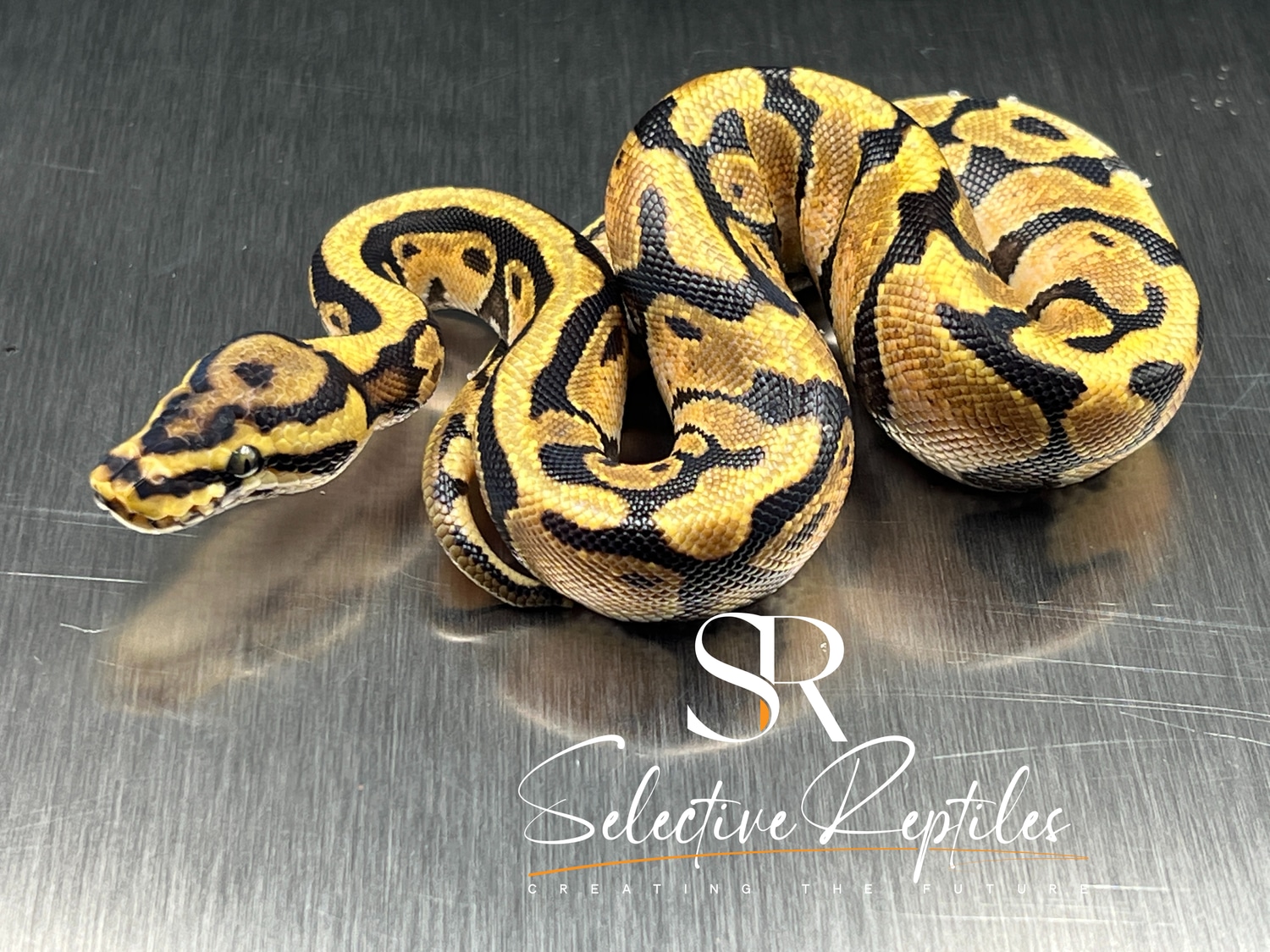 Enchi Spotnose Het Clown 50% Het DG Ball Python by Selective Reptiles ...