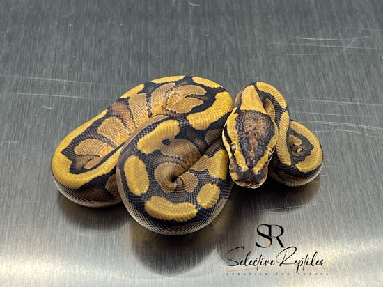 Super Red Stripe Enchi Het Clown Ball Python by Selective Reptiles