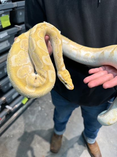 Banana Bamboo Yellow Belly Ball Python by Selective Reptiles