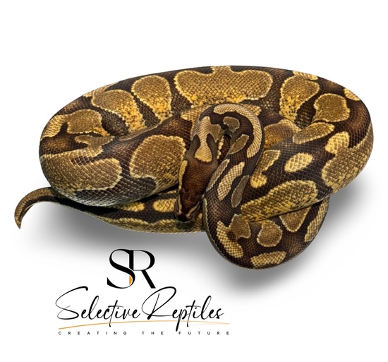 Enchi YB Trojan Ball Python by Selective Reptiles