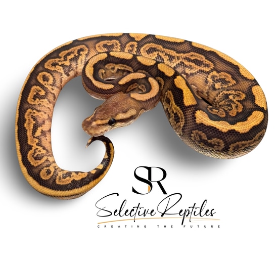 Black Pastel Red Stripe Fire Het Clown Ball Python by Selective Reptiles