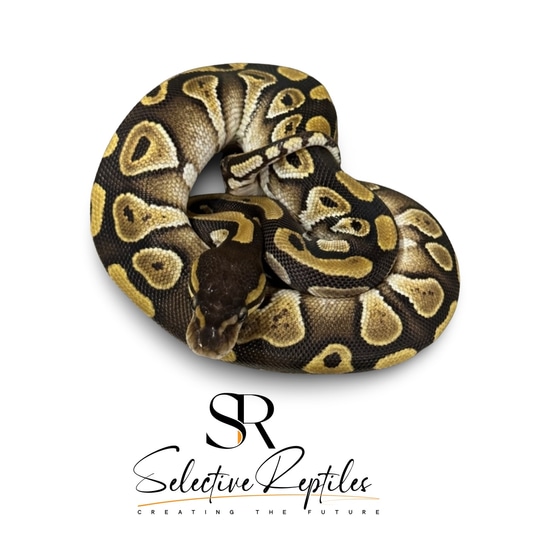 Mojave Cypress Het Puzzle Ball Python by Selective Reptiles
