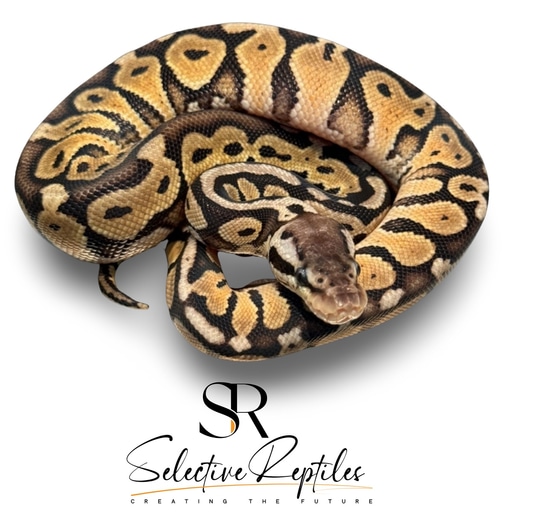 Pastel HRA Het Puzzle Ball Python by Selective Reptiles