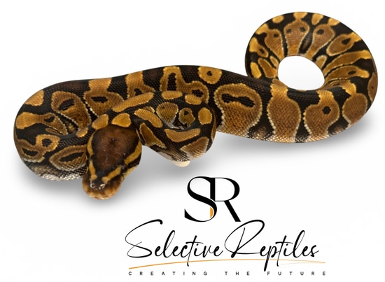 Het Monsoon Ball Python by Selective Reptiles