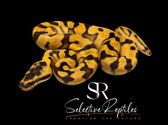 Super Enchi Pastel Red Stripe Het DG Ball Python by Selective Reptiles