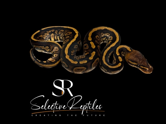 Stranger D-Het Monsoon Clown Ball Python by Selective Reptiles