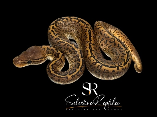 Monsoon Het Clown Ball Python by Selective Reptiles