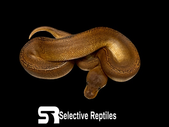 Monsoon Stranger Het Clown Ball Python by Selective Reptiles