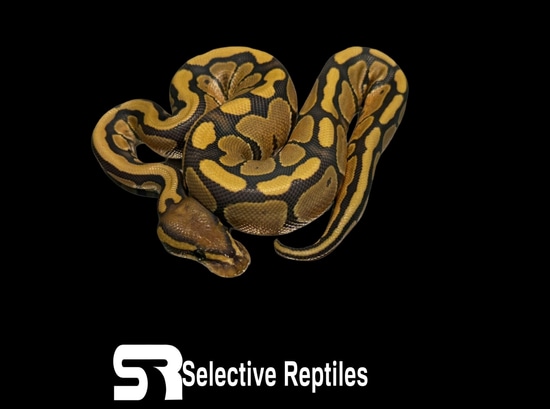 Hypo Dbl Het DG Sunset Ball Python by Selective Reptiles