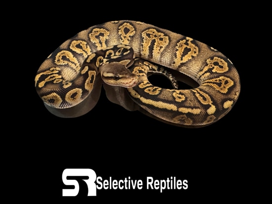 Huffman Pastel Black Pastel Ball Python by Selective Reptiles
