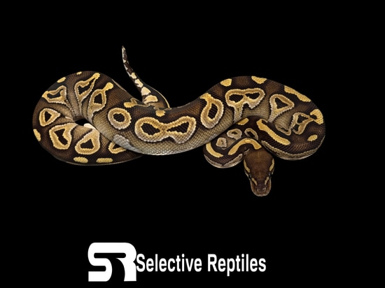 Mojave Het Monsoon Ball Python by Selective Reptiles
