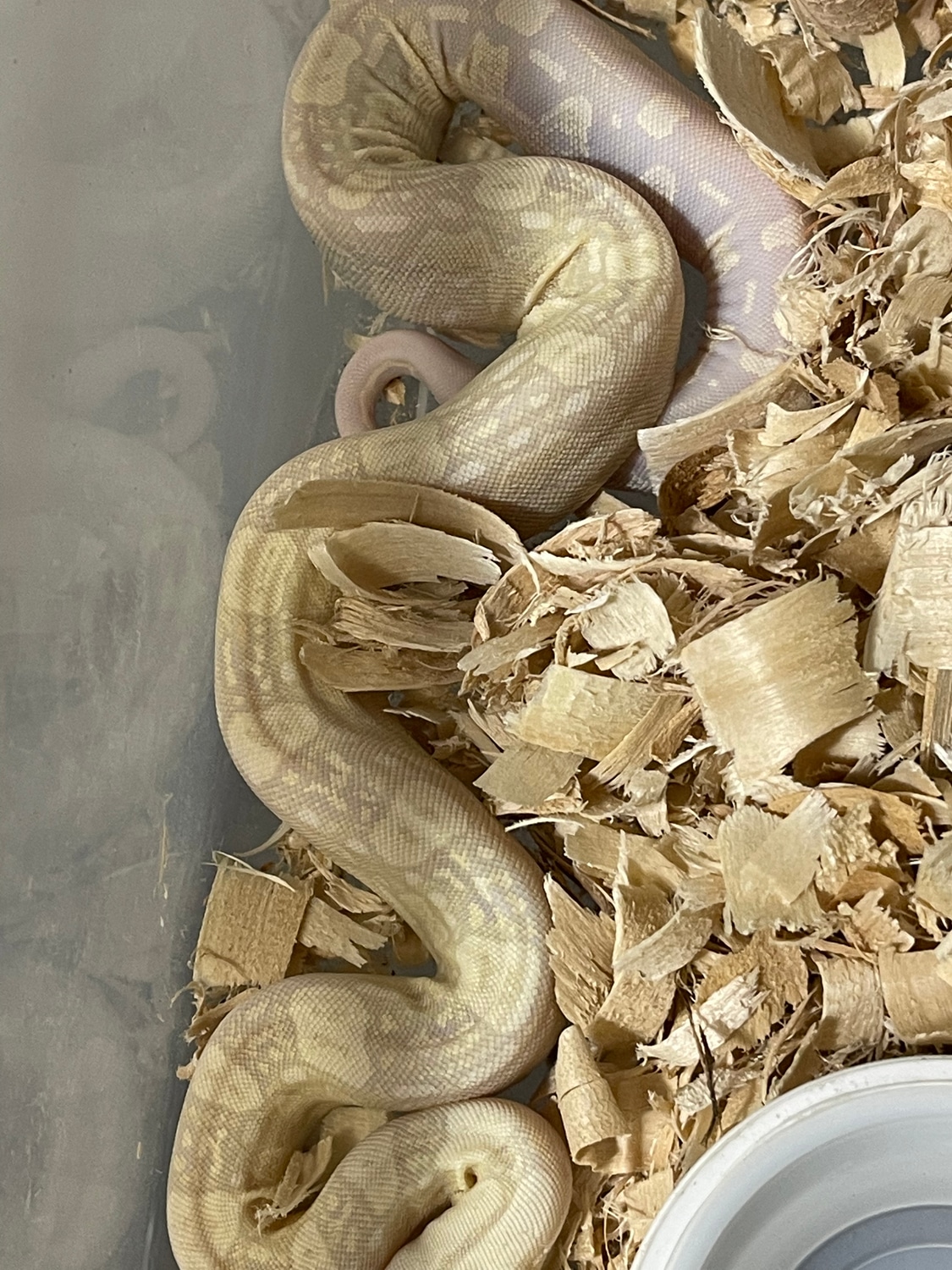 Aztec Sharp Snow Boa Constrictor by After dark reptiles - MorphMarket