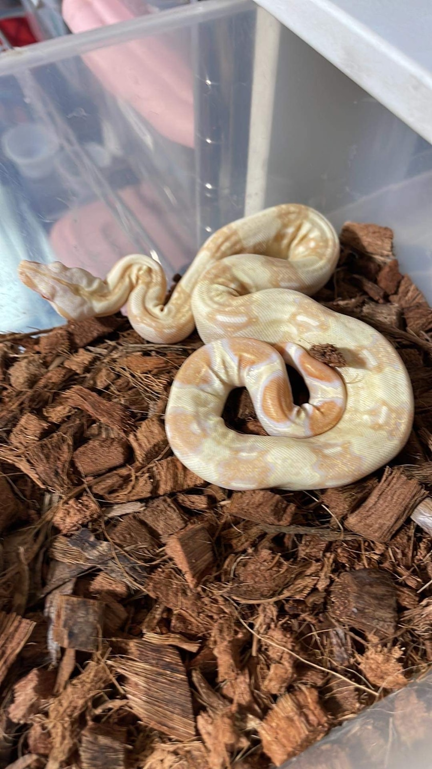 Sharp Albino 100% Het Anery/snow Boa Constrictor by After dark reptiles ...