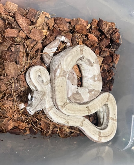 Ghost Boa Constrictor by After dark reptiles