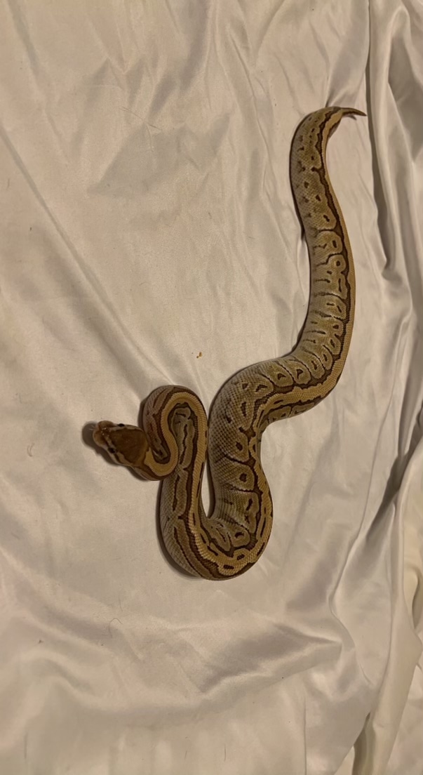 Jigsaw Ball Python by Black Kat Exotics - MorphMarket