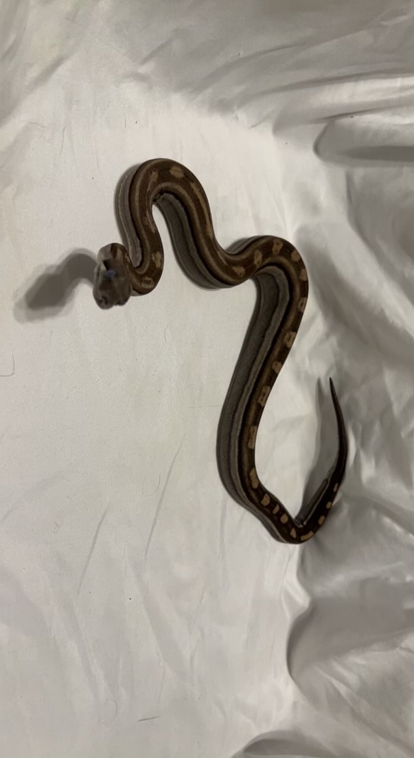 Arabesque Motley Het. Kahl Albino Boa Constrictor by Black Kat Exotics ...