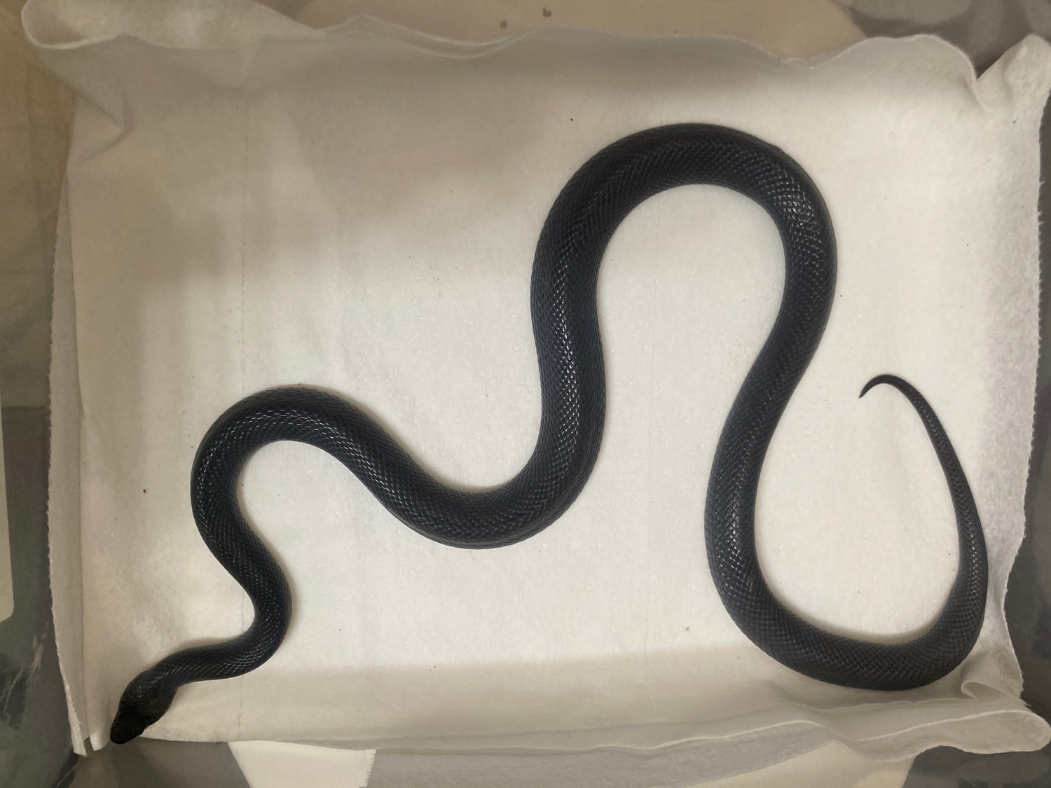 Black African House Snake by Black Kat Exotics - MorphMarket
