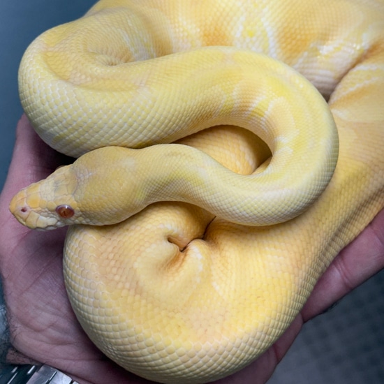 Enchi Double Het Albino Toffee Ball Python by Koil Snakes
