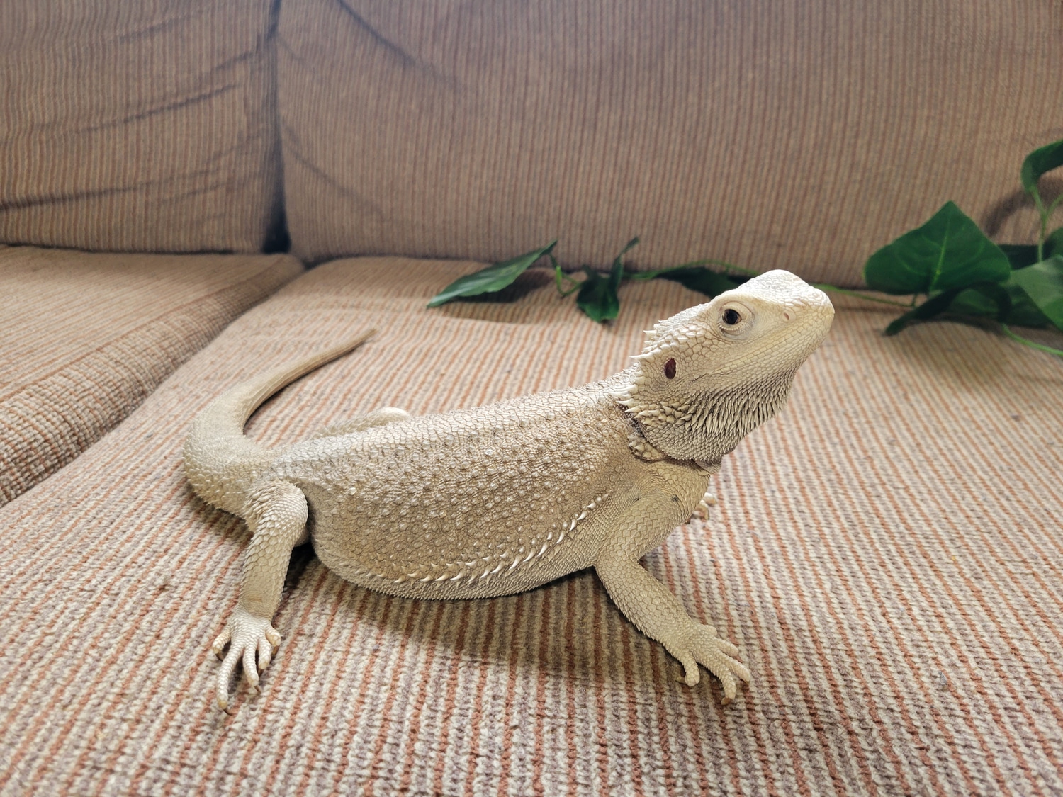 Zero, Adult Female Central Bearded Dragon by KaizerDragons - MorphMarket