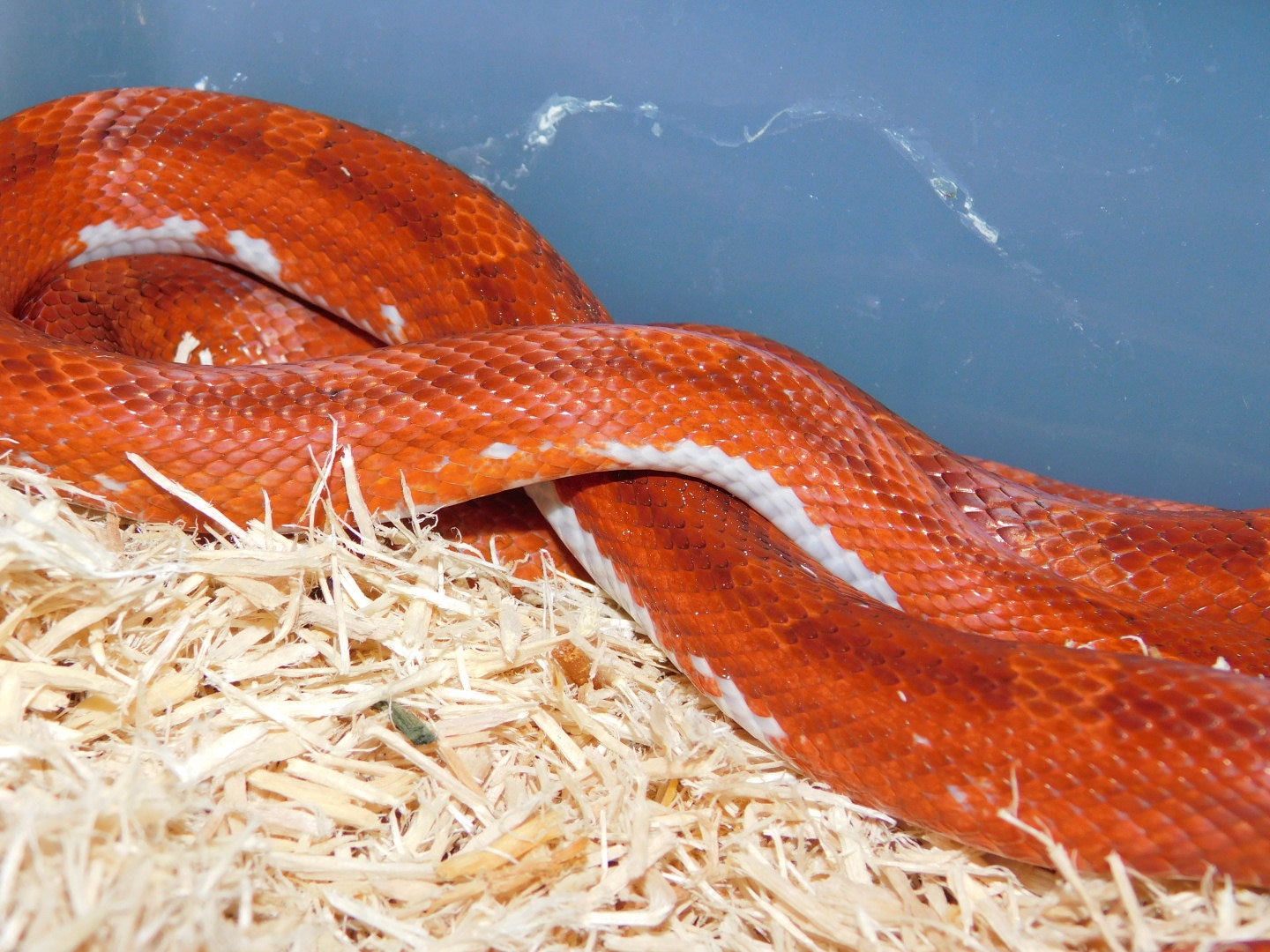Pied Sided Bloodred Corn Snake by Ok exotics - MorphMarket