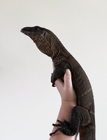 LTC TAME Black Roughneck Black Roughneck Monitor by Top Quality Colubrids