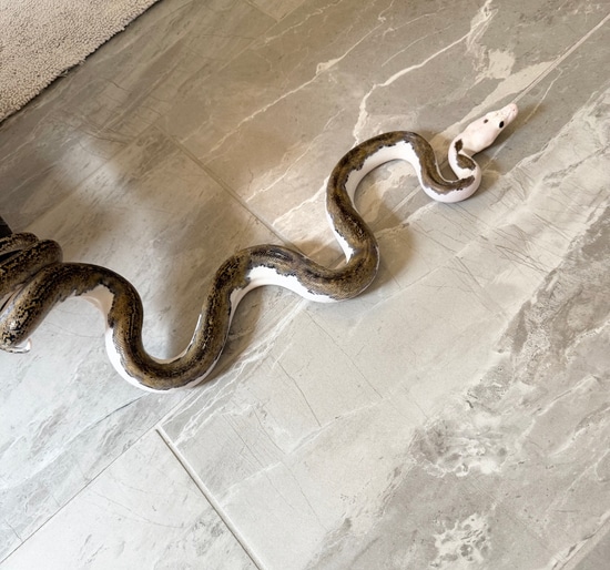 2021 Stunning White-headed Pied Reticulated Python by Top Quality Colubrids