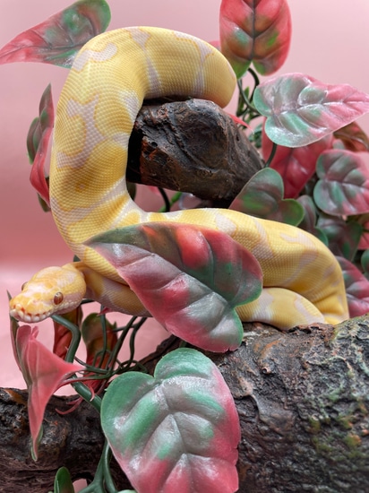 Enchi Candino Ball Python by Agocs Exotics