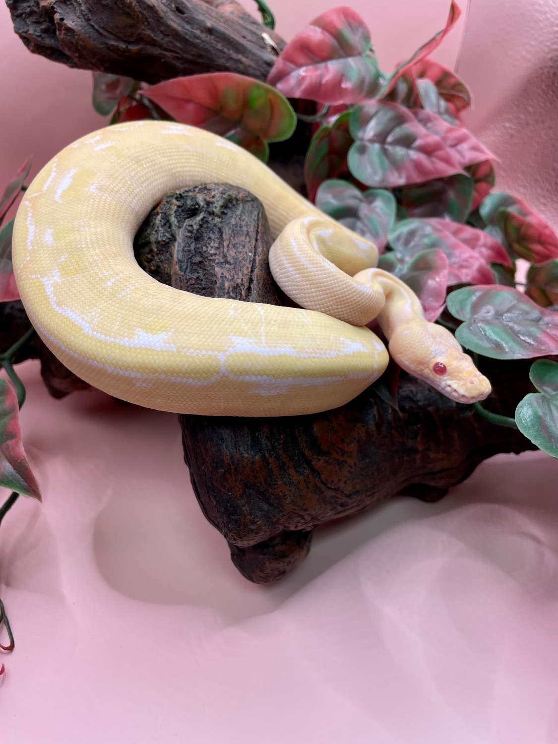 Female Albino Champagne Ball Python by Agocs Exotics - MorphMarket