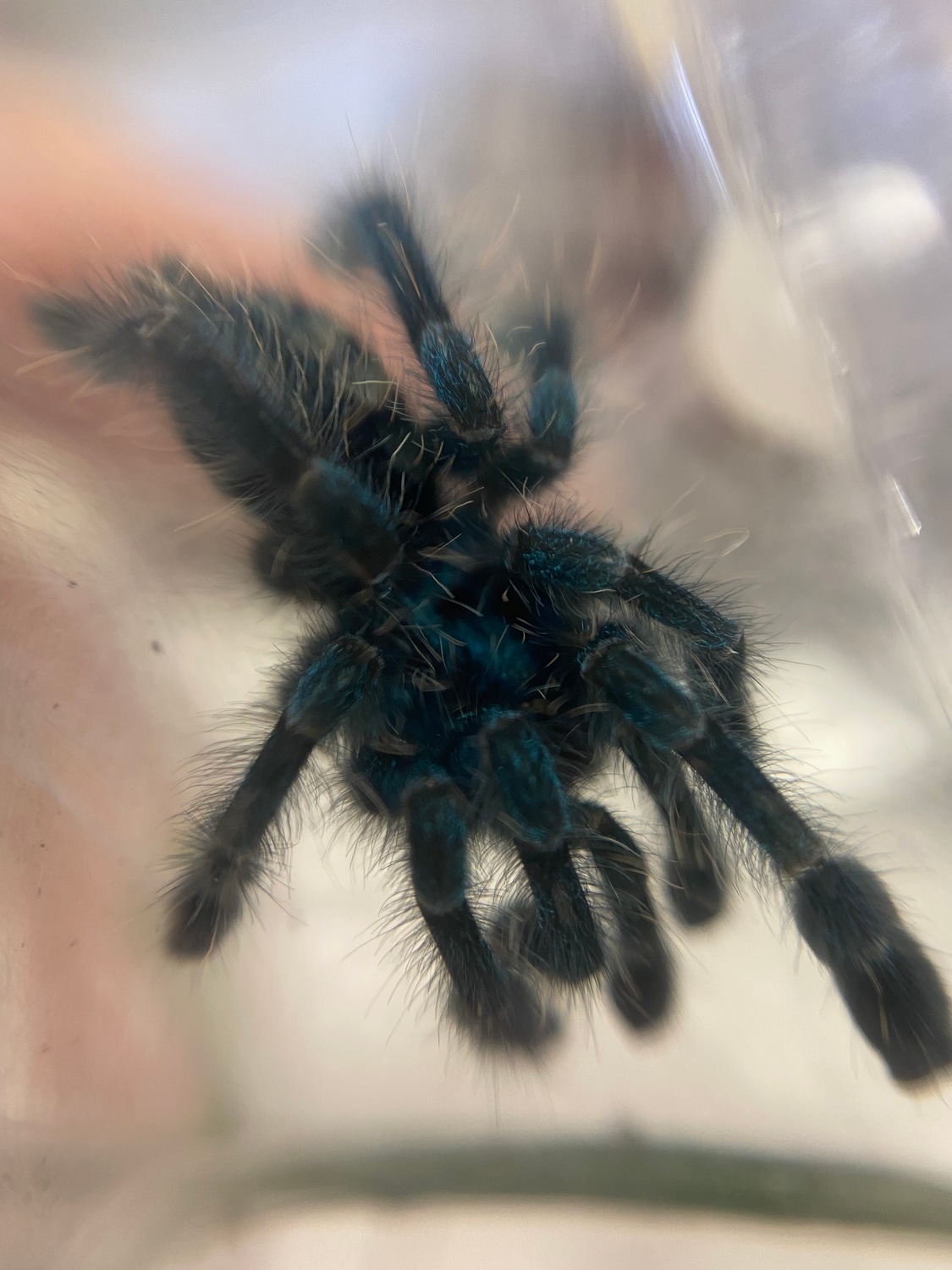 Caribena Versicolor - Antilles Pinktoe Tarantula by Agocs Exotics ...
