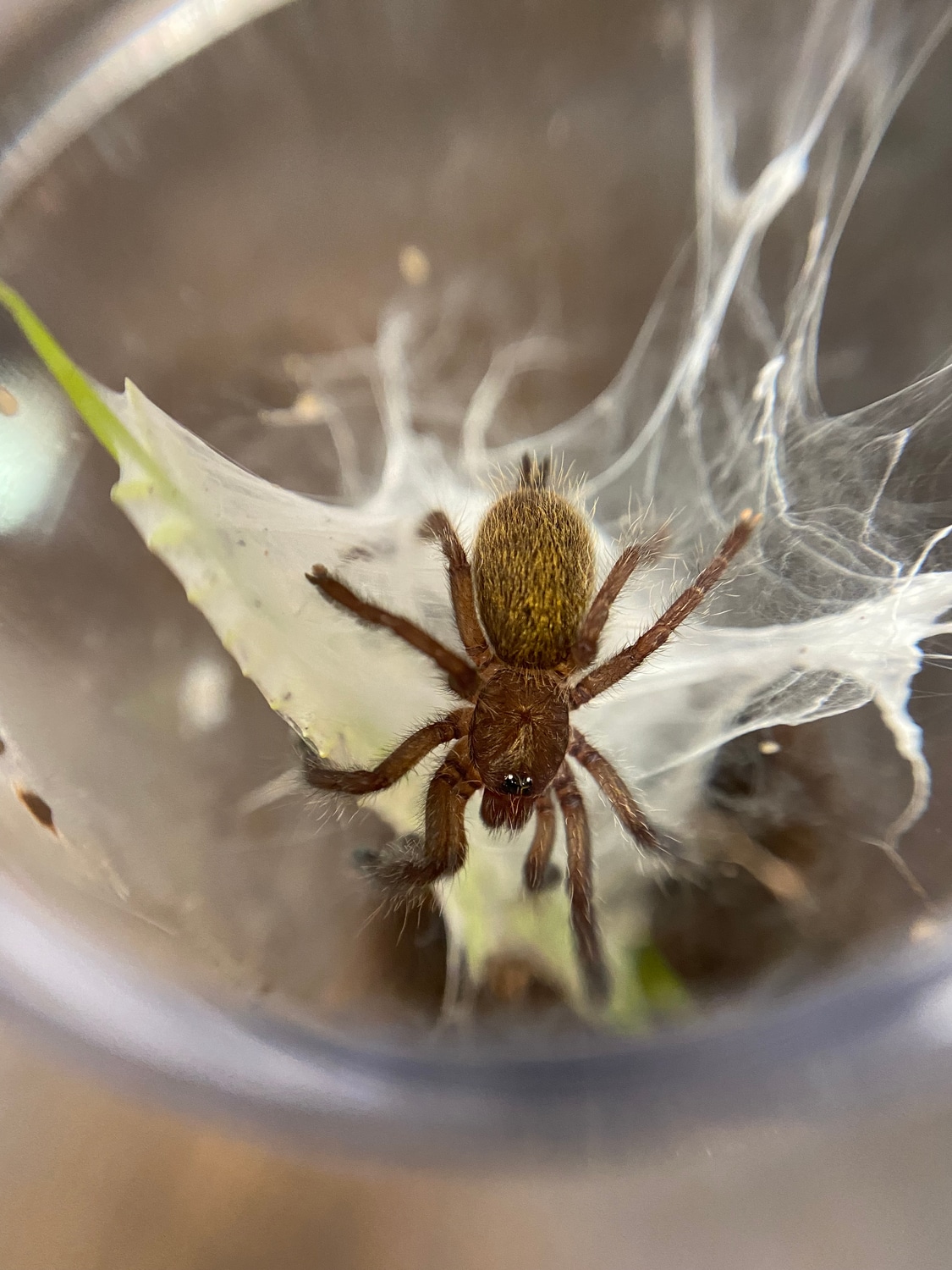 Pterinochilus Murinus - Usumbara OBT Sling Tarantula by Agocs Exotics ...