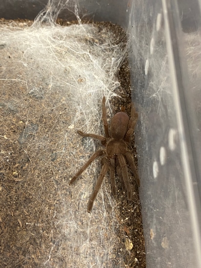Selenocosmia Crassipes - Australian Barking Spider Tarantula by Agocs ...