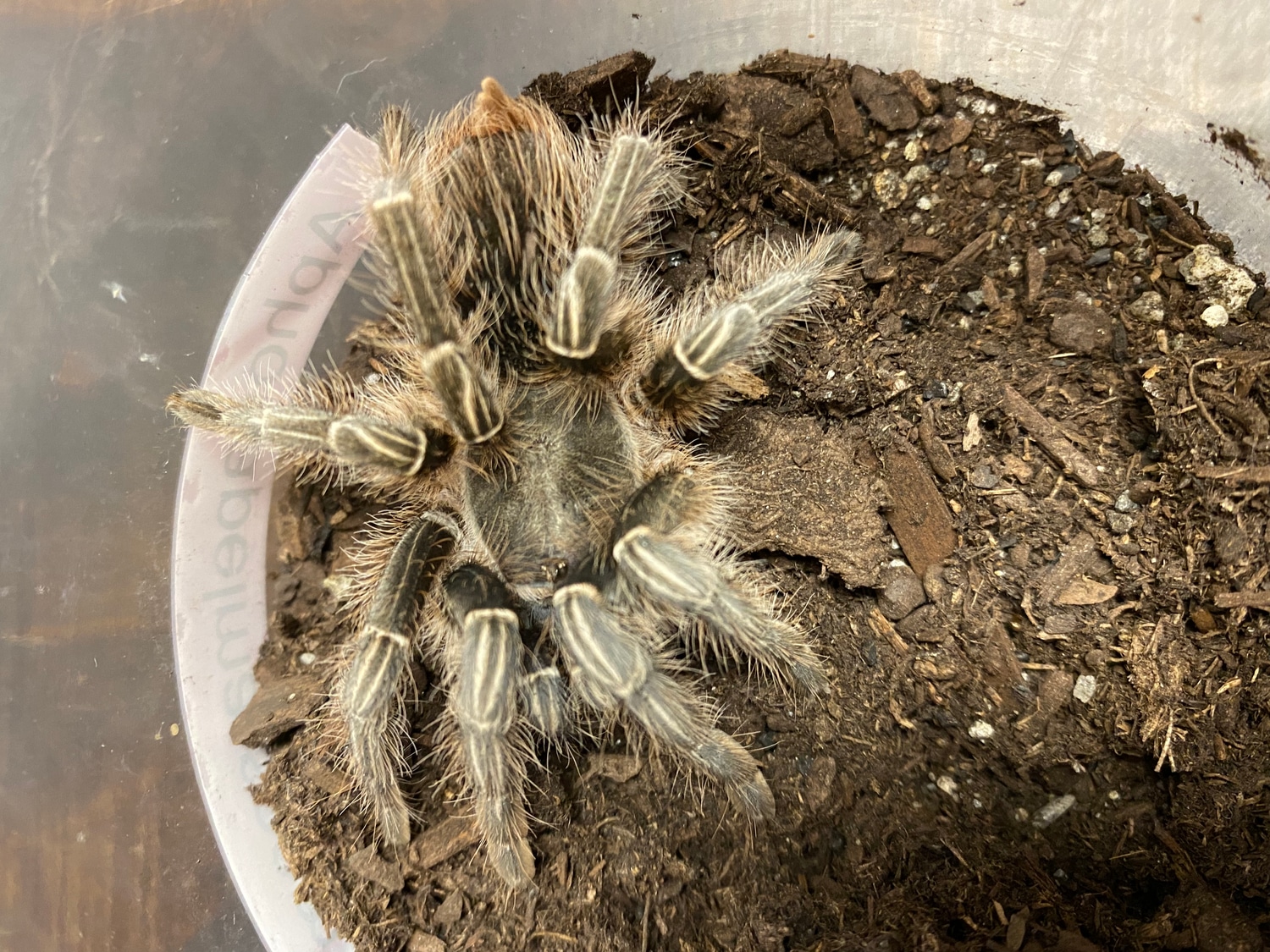 Aphonopelma Seemani - Costa Rican Stripe Knee Subadult Tarantula by ...