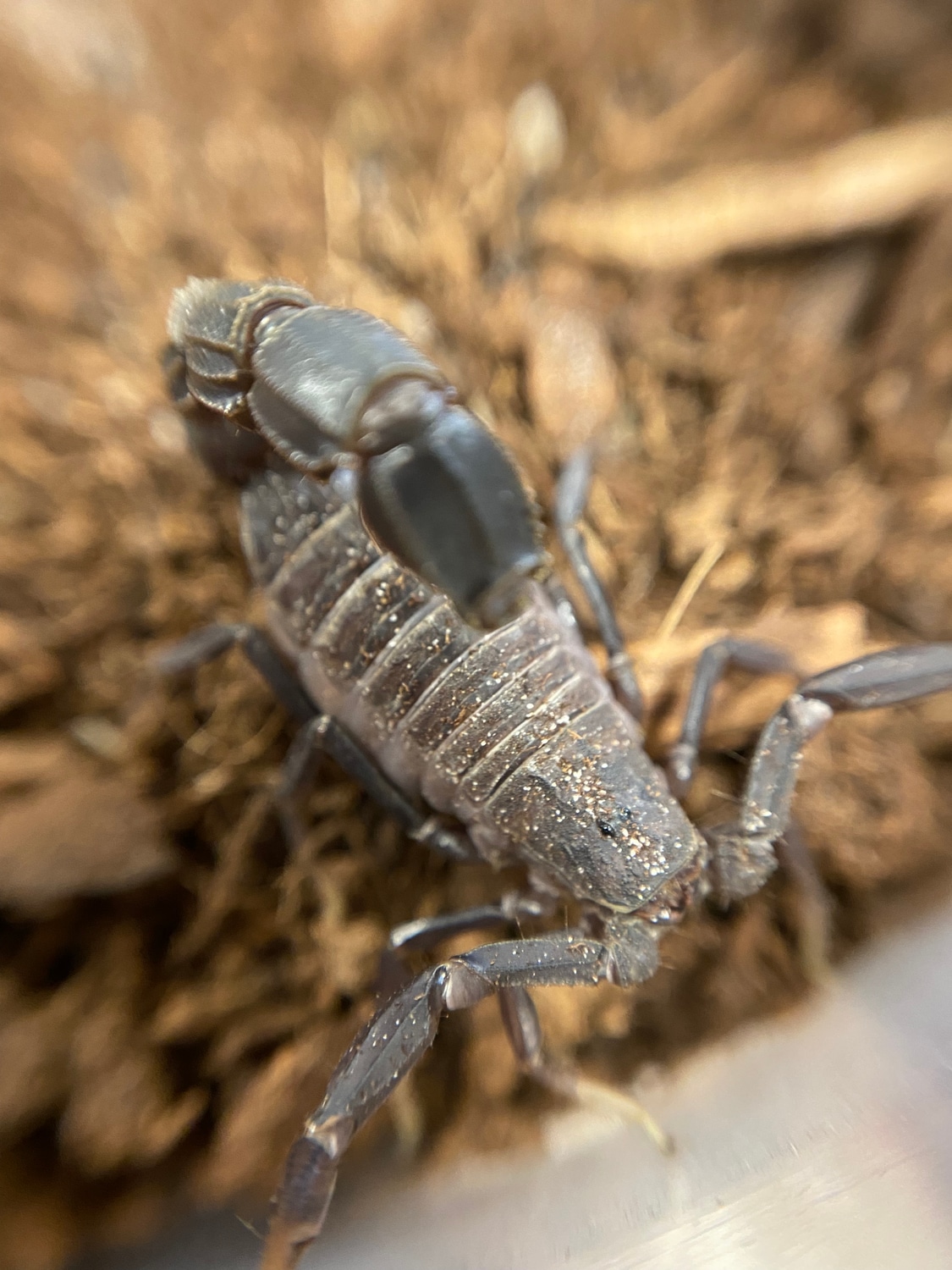 Androctonus Bicolor - Black Fat Tail Scorpion by Agocs Exotics ...