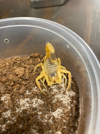 Leiurus Quinquestriatus - Deathstalker Scorpion by Agocs Exotics