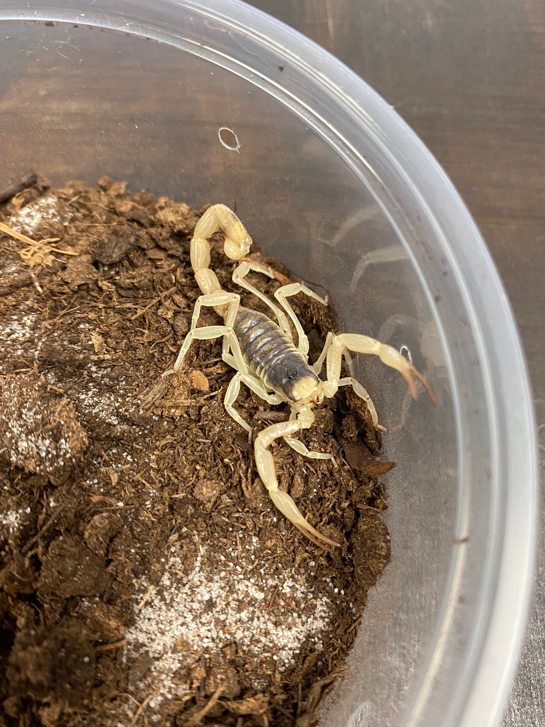 Hadrurus Arizonensis - Desert Hairy Scorpion by Agocs Exotics - MorphMarket