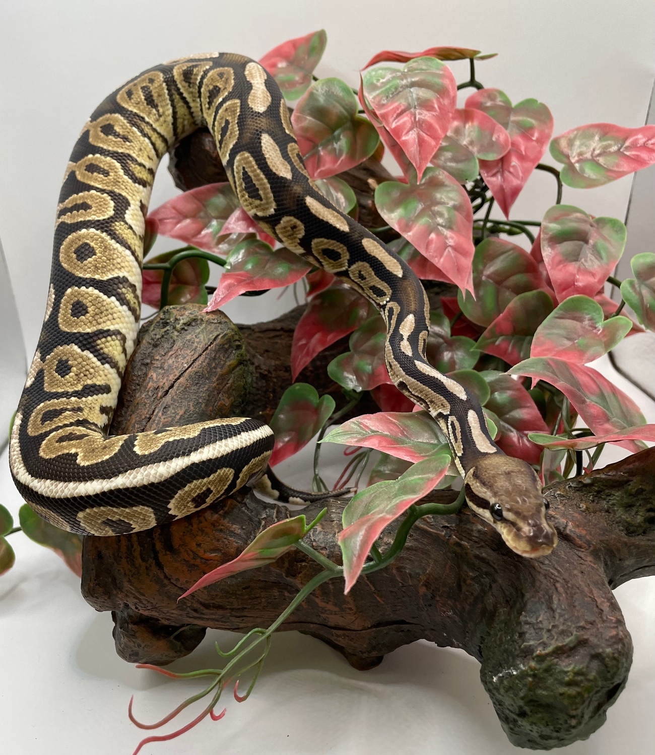 Cinnamon Vanilla Ball Python by Agocs Exotics - MorphMarket
