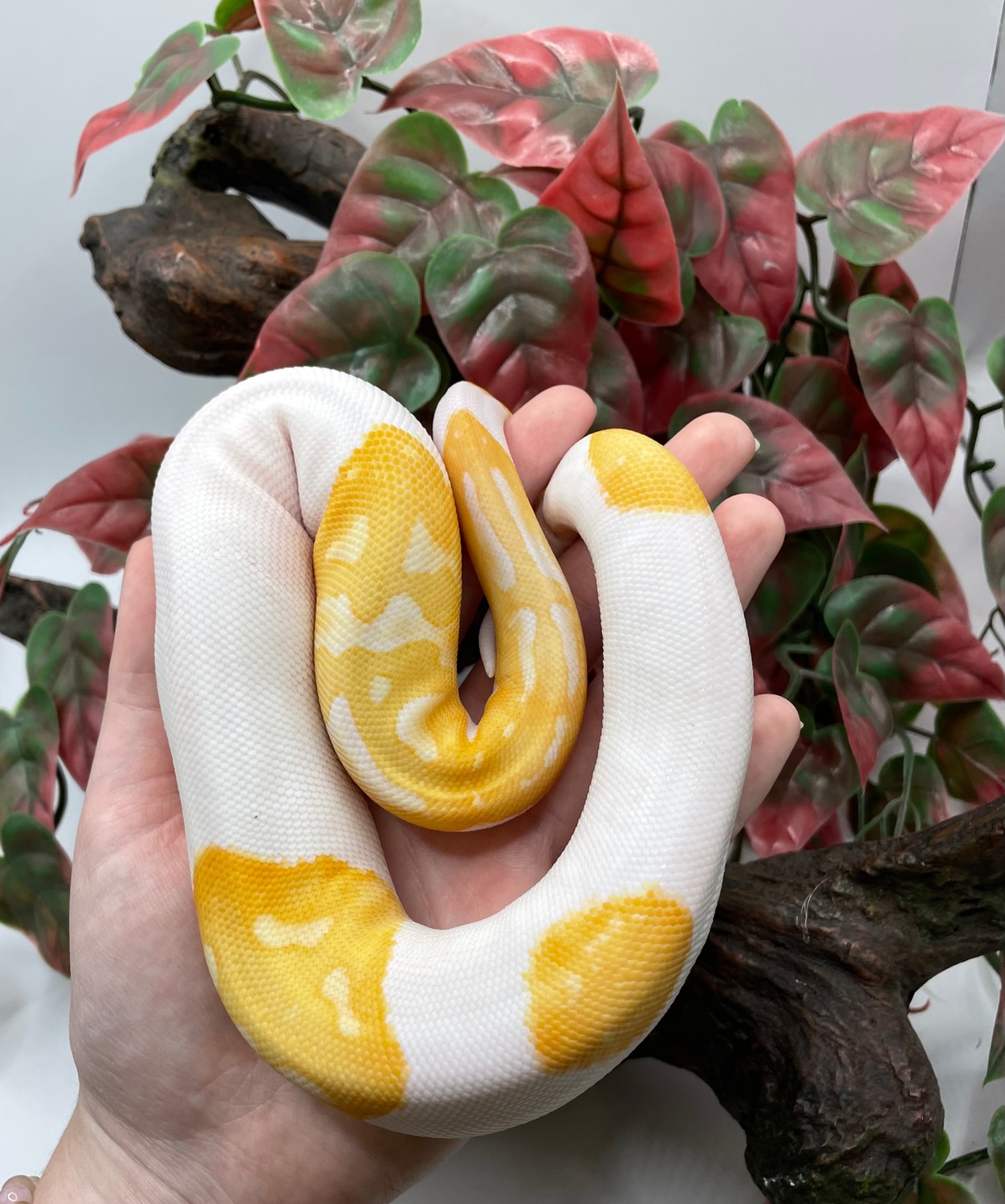 Albino Pied Ball Python by Agocs Exotics - MorphMarket