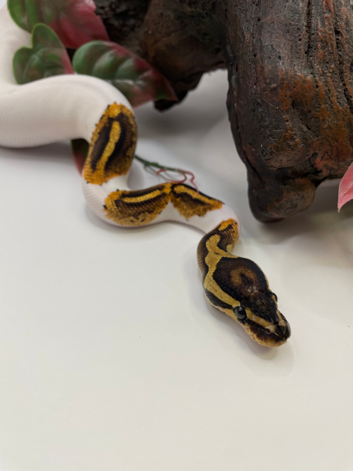 Yellow Belly Pied Ball Python by Agocs Exotics - MorphMarket