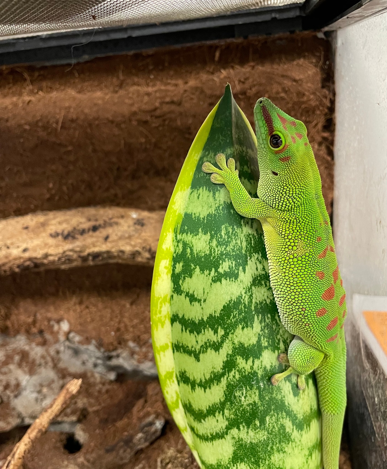 Giant + 20 Gallon Long Enclosure Day Gecko by Agocs Exotics - MorphMarket