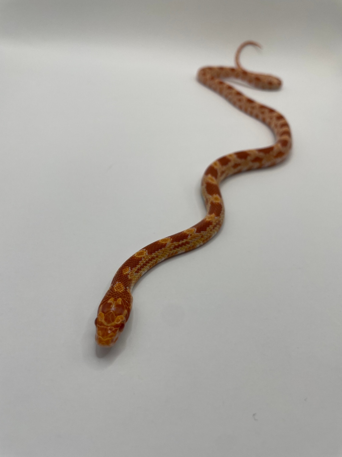 Amelanistic Het Anery Corn Snake by Agocs Exotics - MorphMarket