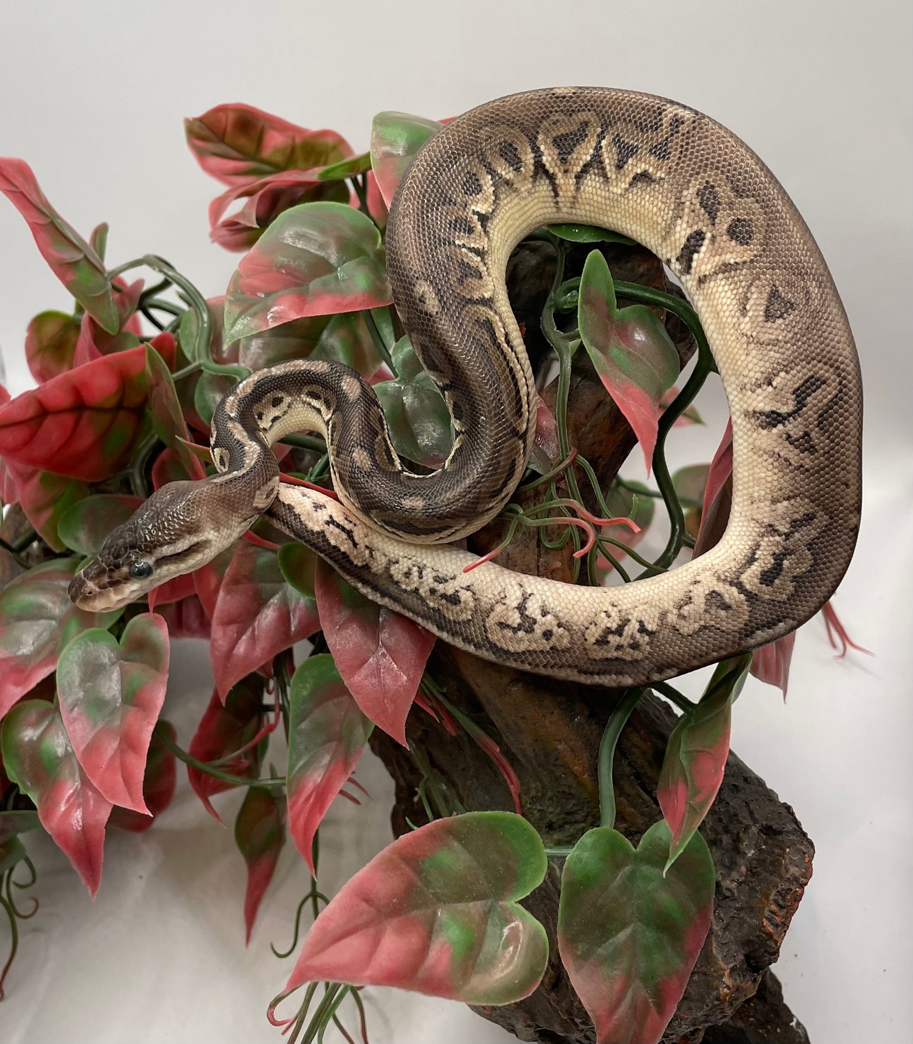 Pewter Ball Python by Agocs Exotics - MorphMarket