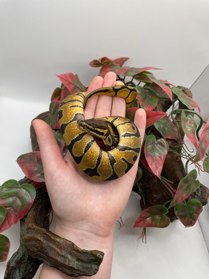 Enchi Ball Python by Agocs Exotics