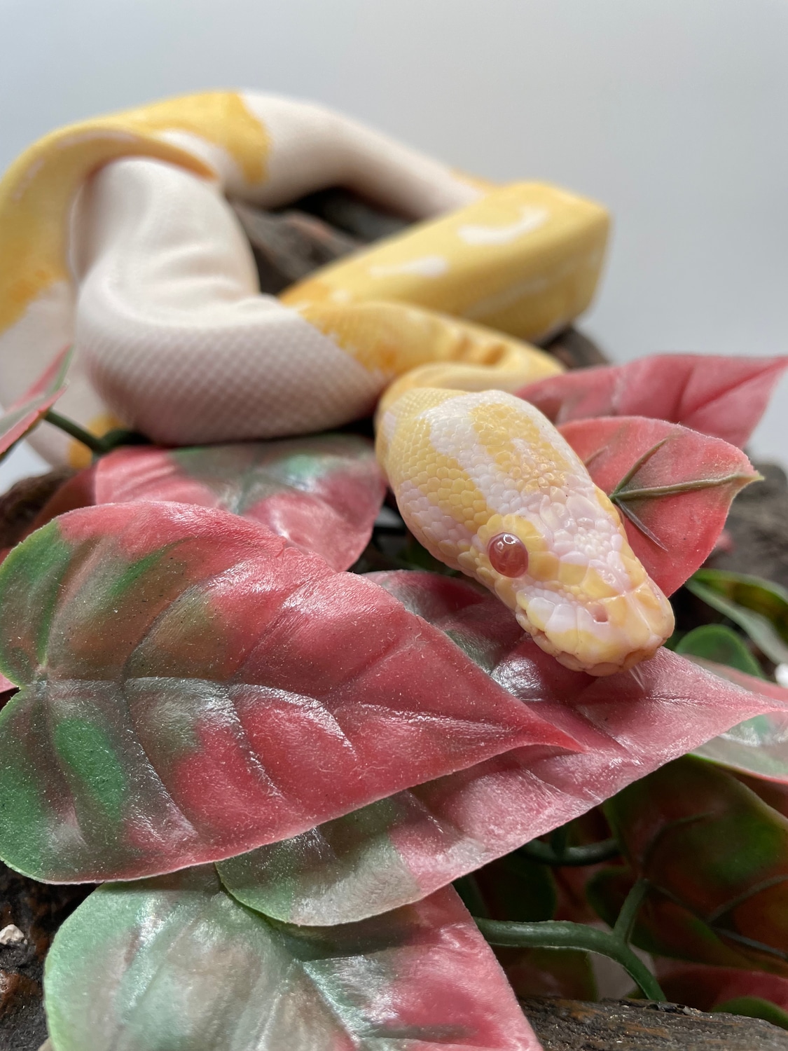 Albino Piebald Ball Python by Agocs Exotics - MorphMarket